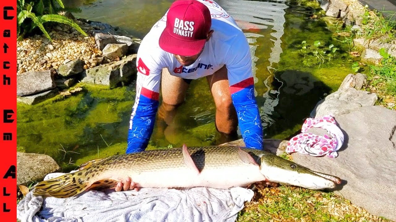Catching a Massive Florida Gar We Couldn’t Identify!