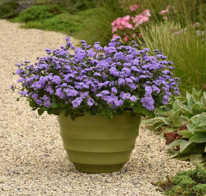 Butterflies Can’t Resist Monarch Magic Ageratum Plants