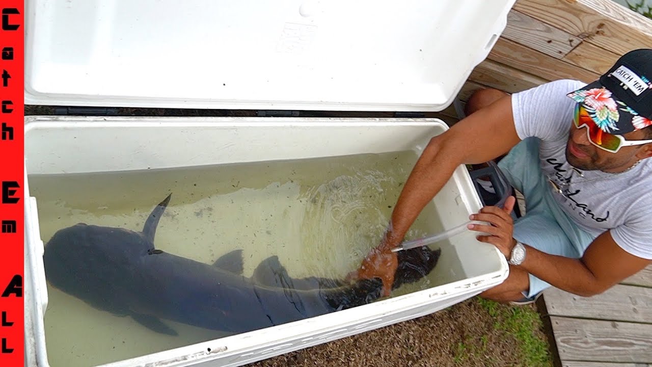 Did My Giant Catfish Really Eat My Pet Bass?