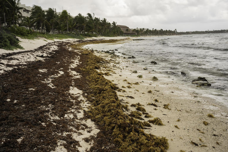 Sargassum seaweed washes onto South Florida beaches