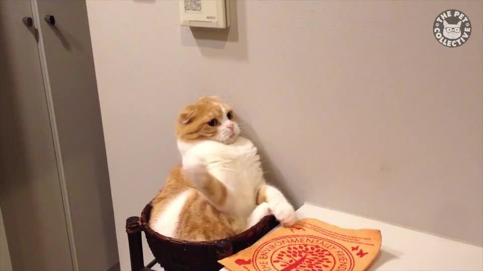 Fierce Cats Video Compilation