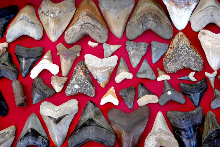 Heading to Florida's beaches this summer? See the best ones for shark ...