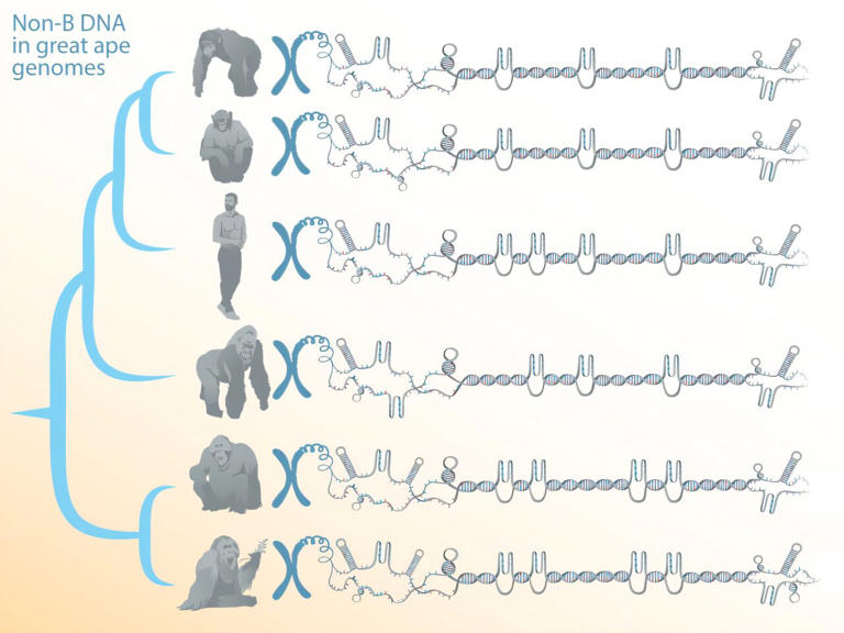 Beyond the double helix: Alternative DNA conformations in ape genomes