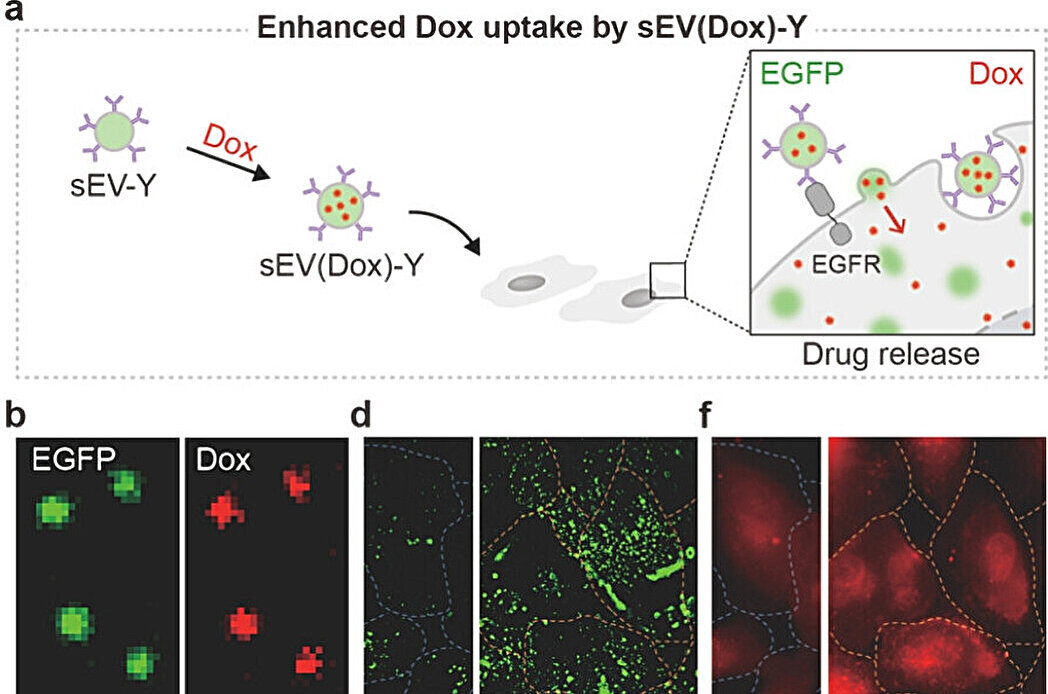 Modular protein adapter technology enables exosome-based precision drug ...