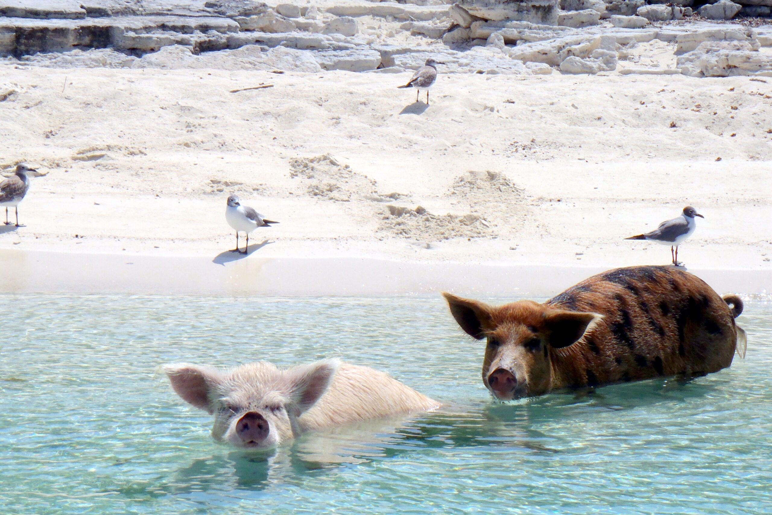 7 Islands With More Animals Than People