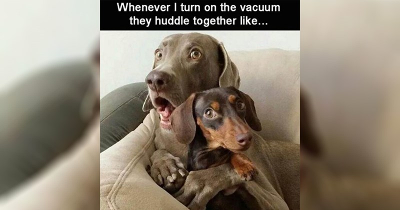 25+ Darling Dog Memes for Canine Enthusiasts (April 24, 2025)