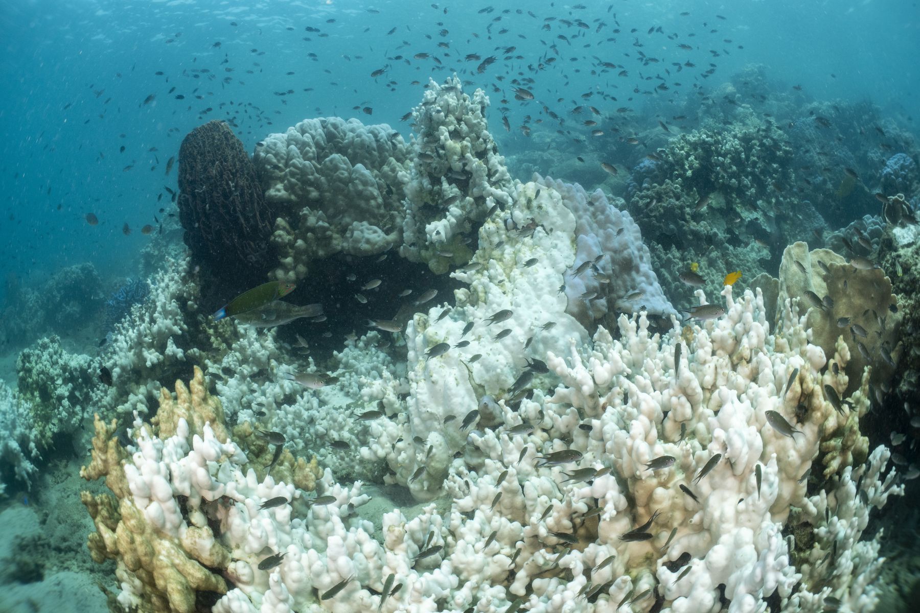 Catastrophic historical event: 84% of the world's coral reefs currently ...