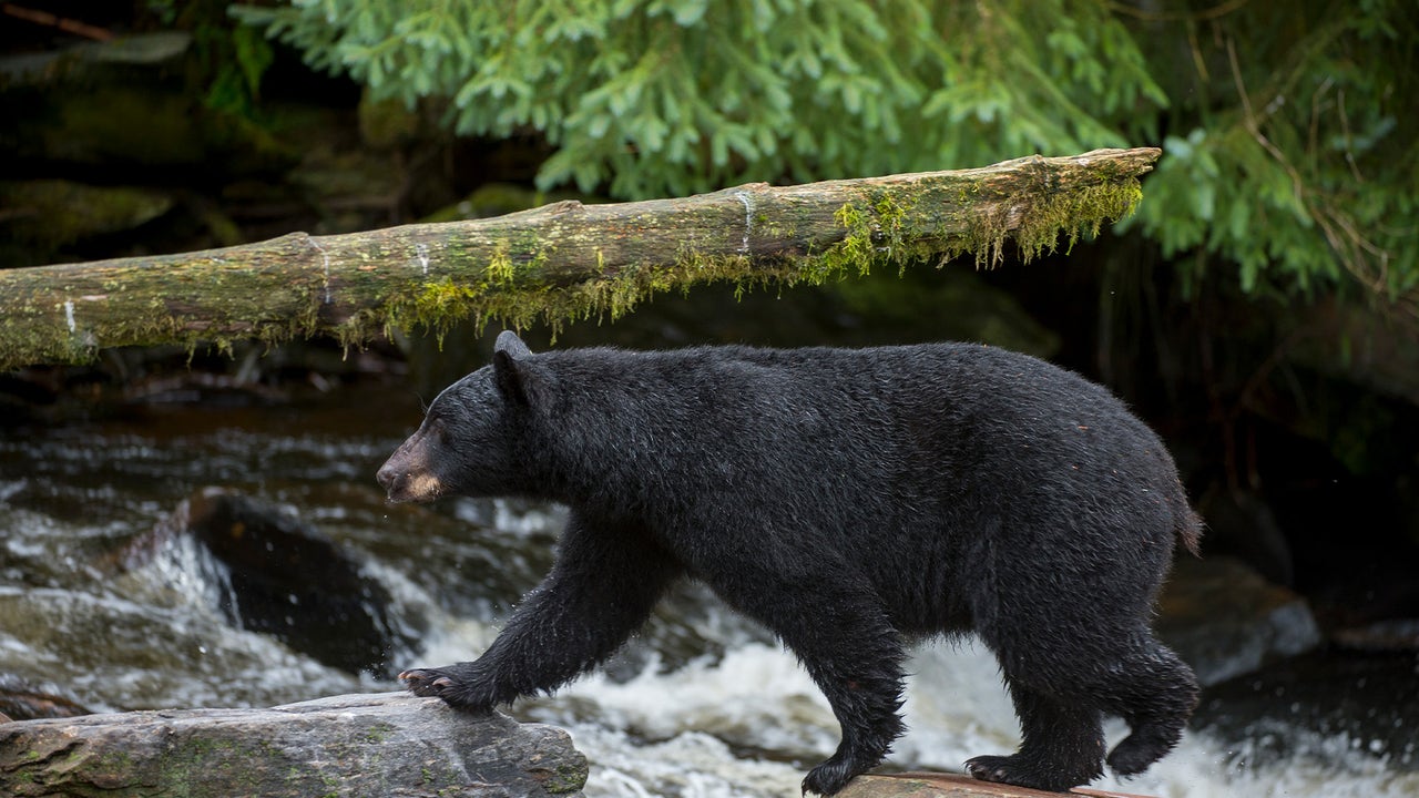 Benton County crash kills bear, injures man early Wednesday morning
