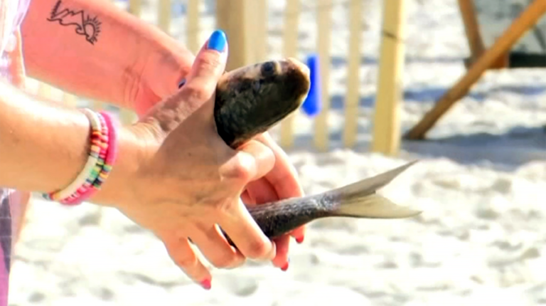 2025 Flora-Bama Mullet Toss happening this weekend
