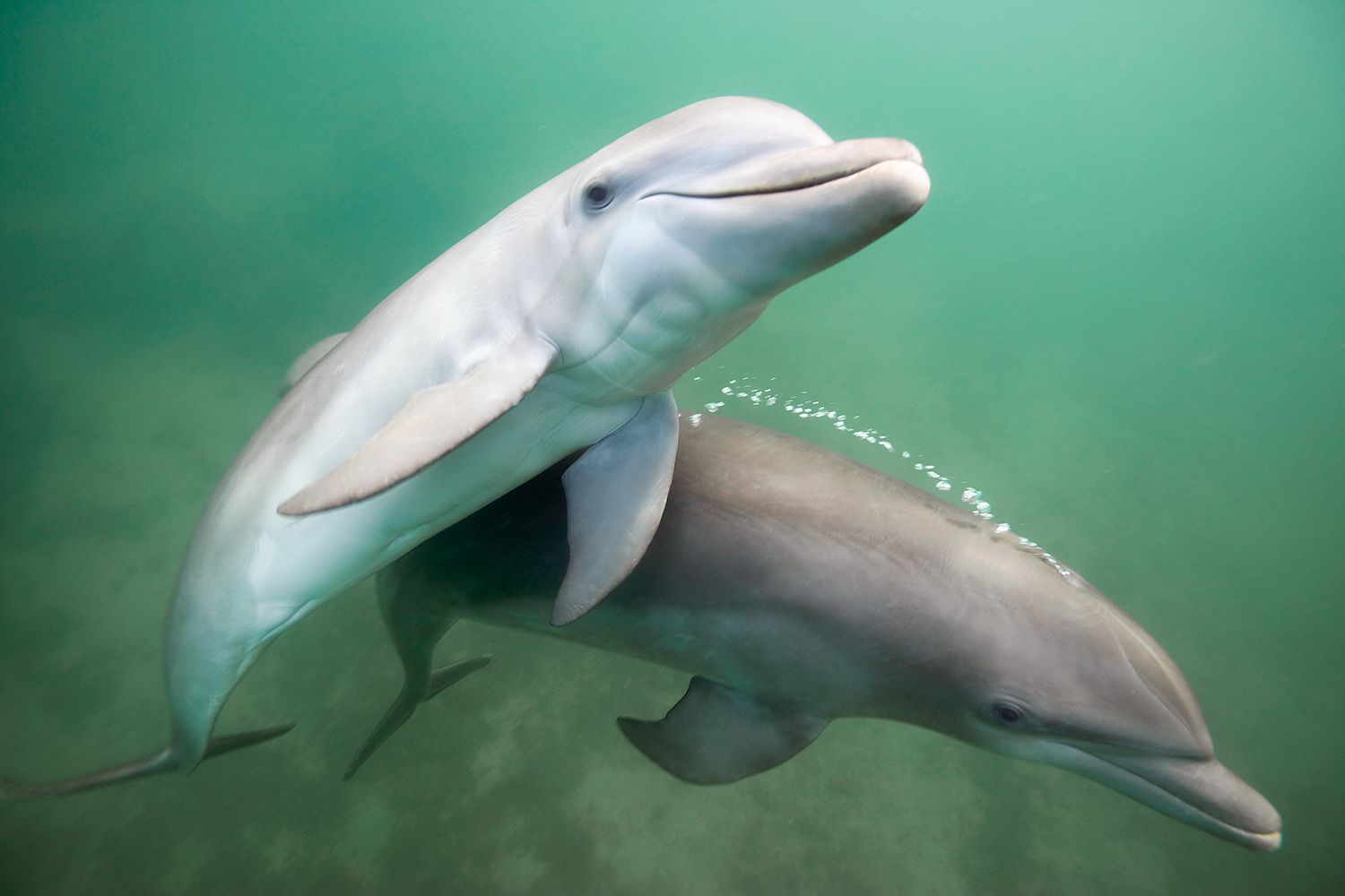 Study Finds Dolphins Can Make Human Vowel Sounds as Experts Launch AI ...
