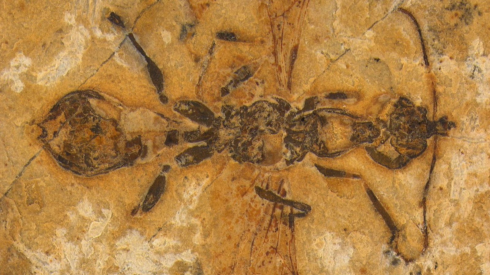 'Hell ant' with scythe-like jaws may be oldest ant fossil ever discovered