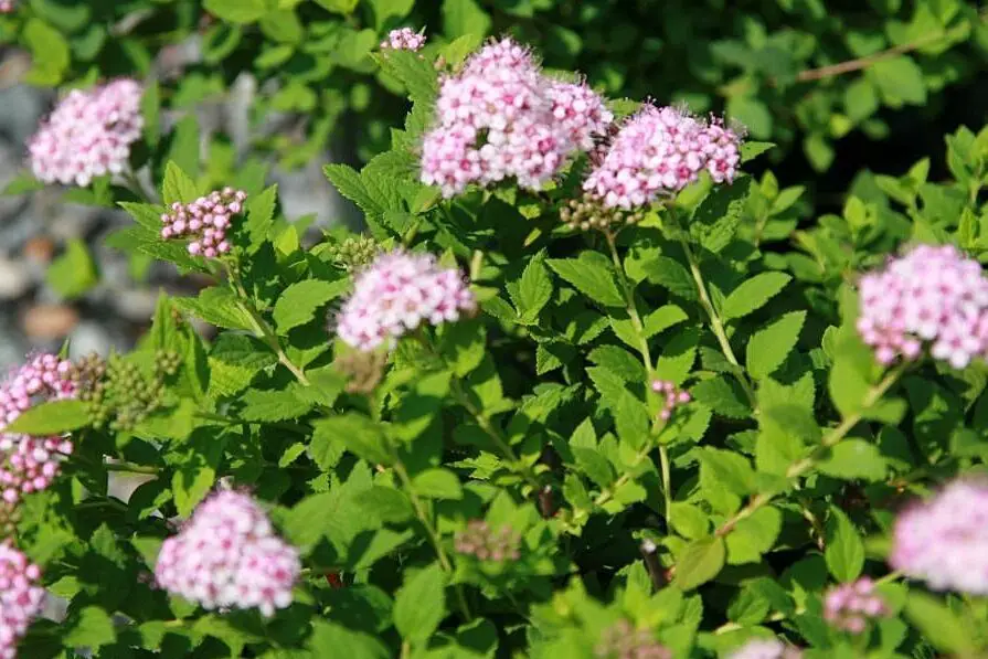 14 Plants That Look Great But Secretly Invade Your Yard