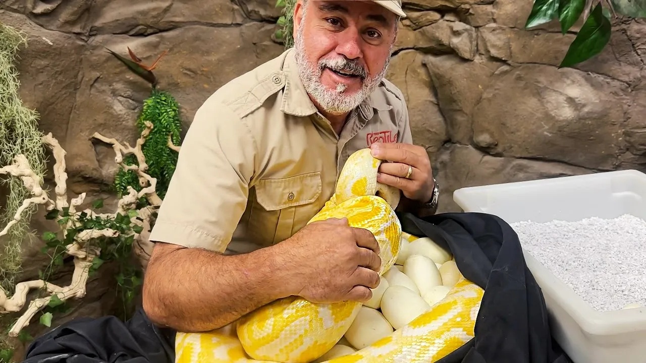 GIANT SNAKE EQUALS GIANT EGGS?