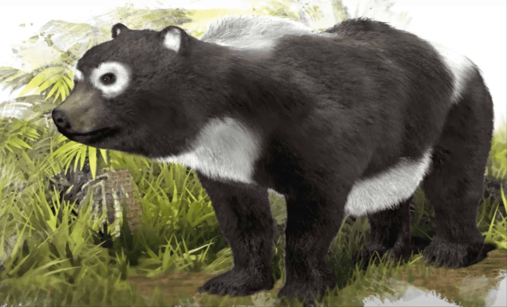 11 Million-Year-Old Panda Fossil Found in Germany Reveals Shocking ...