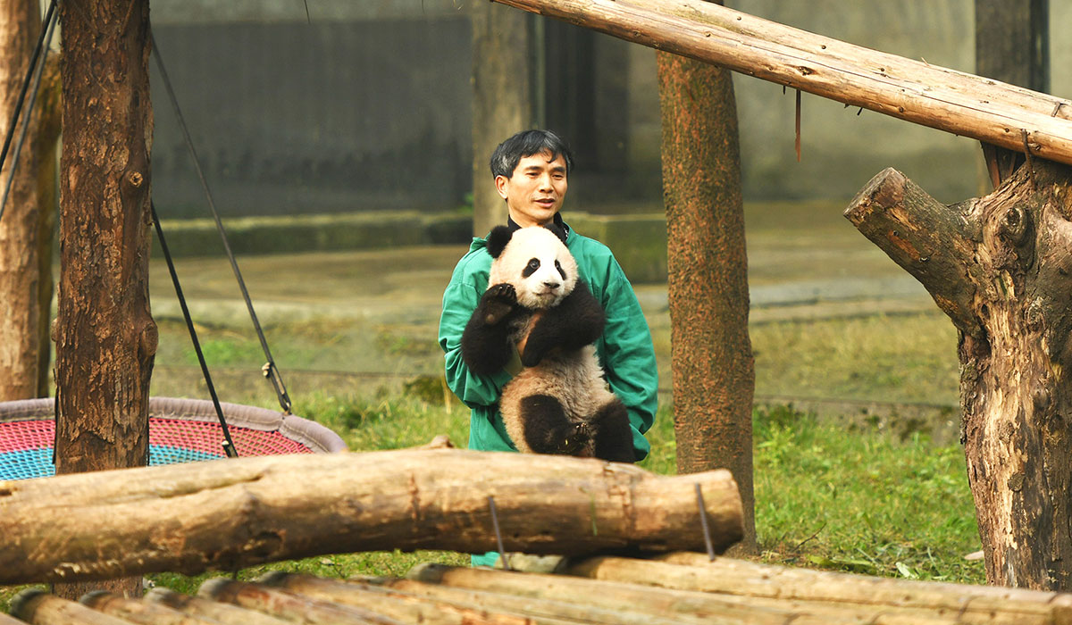 Ever fancied a career in panda cuddling?