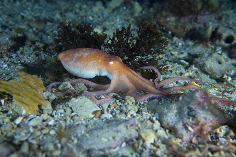 165-Million-Year-Old Octopus Fossil Found In 1982 Continues To Provide ...