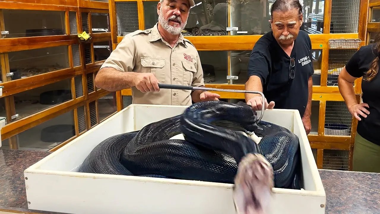 Angry Python Goes For The Cameraman?