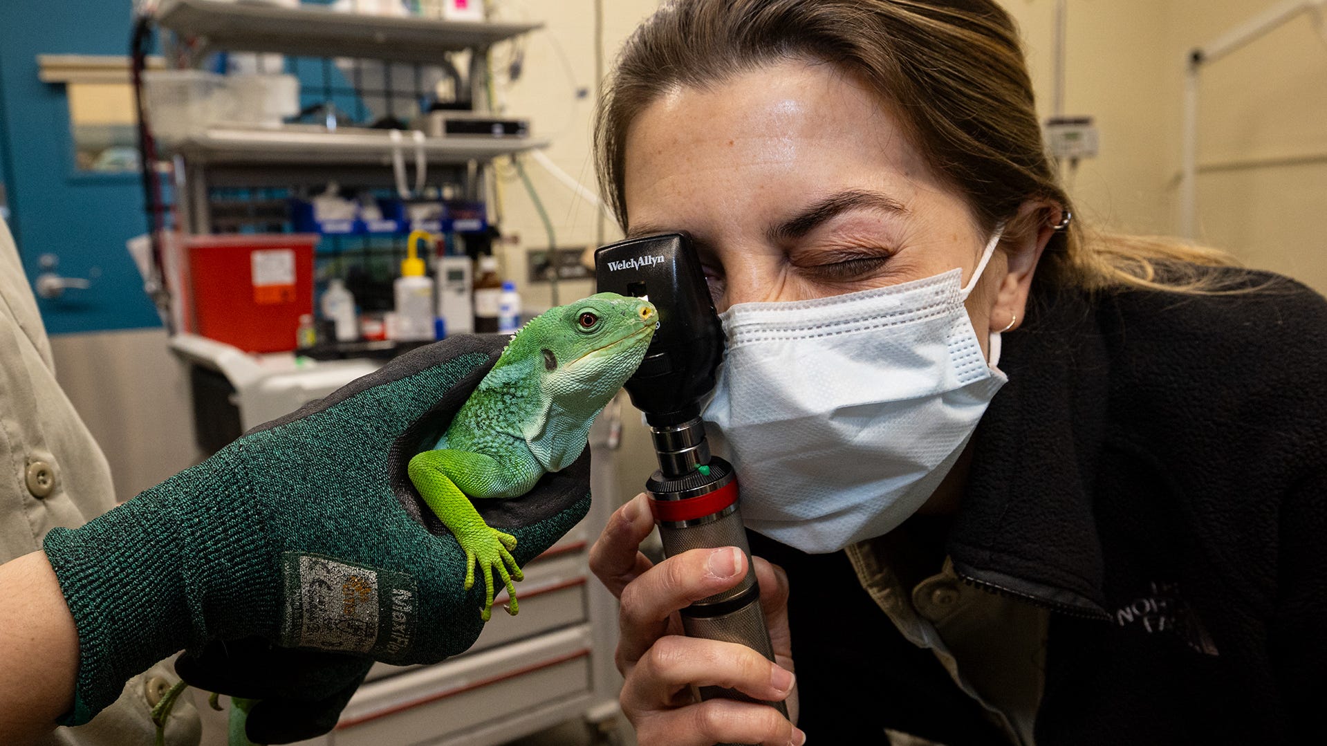 Critically endangered Fijian iguanas arrive at the San Diego Zoo