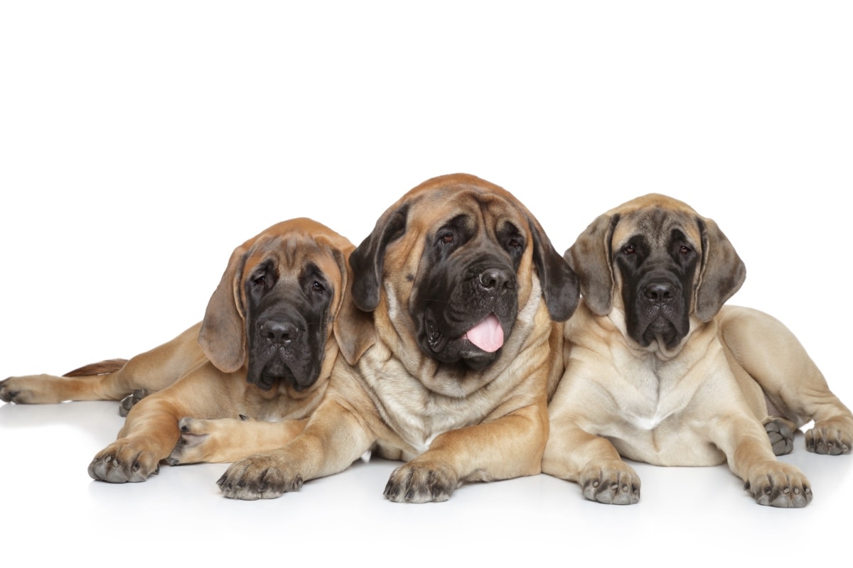 3 Giant Mastiffs Share a Shower in 600 Pounds of Sudsy Fun