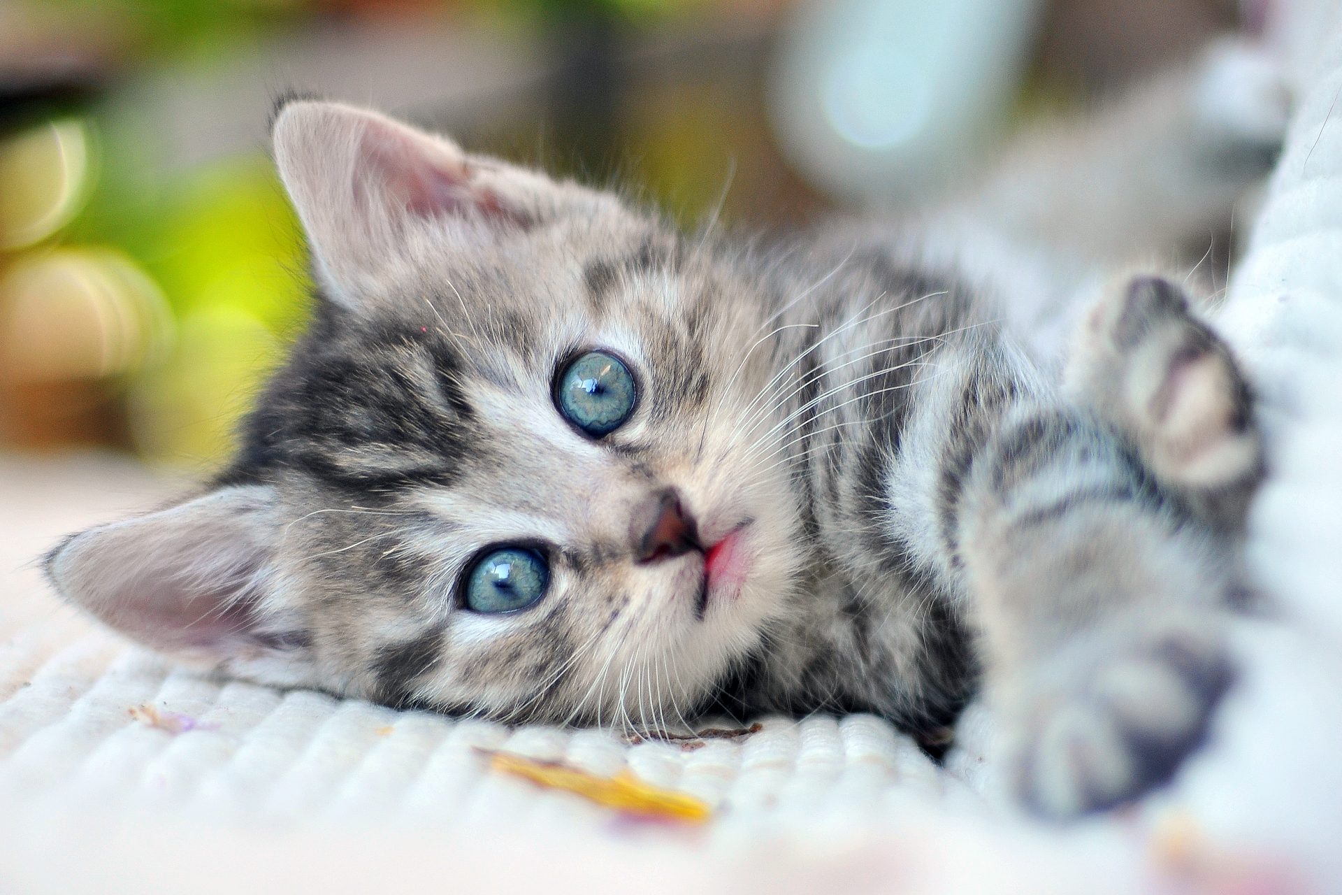 Warning: These adorable cats may instantly improve your mood