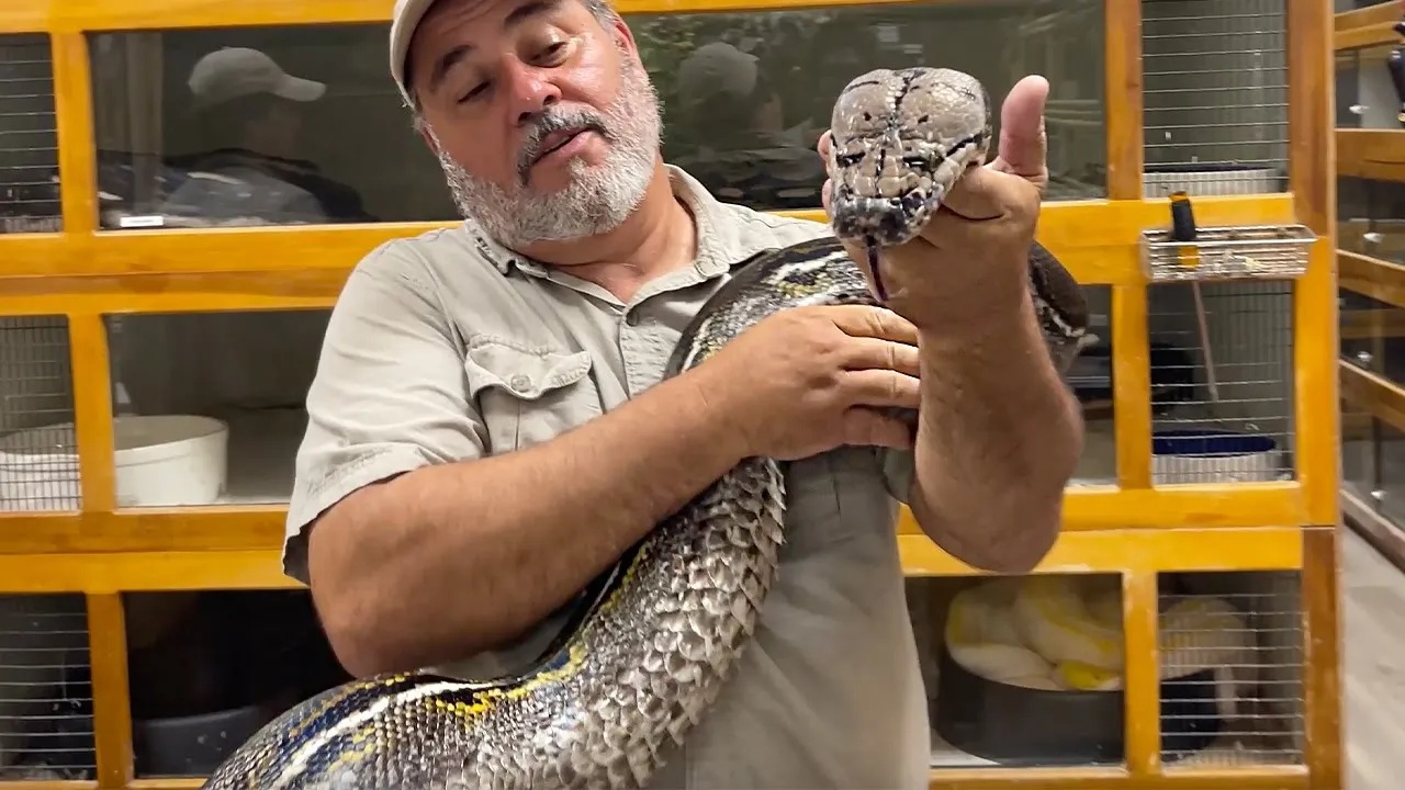 GIANT ANACONDA AND GIANT PYTHONS