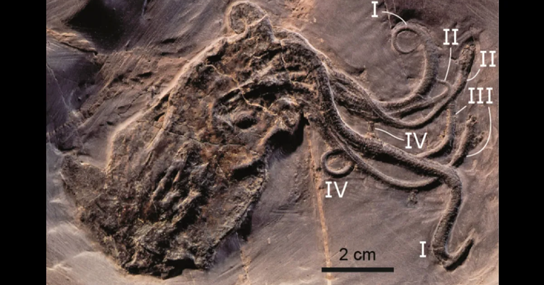 165-Million-Year-Old Octopus Fossil Found In 1982 Continues To Provide ...