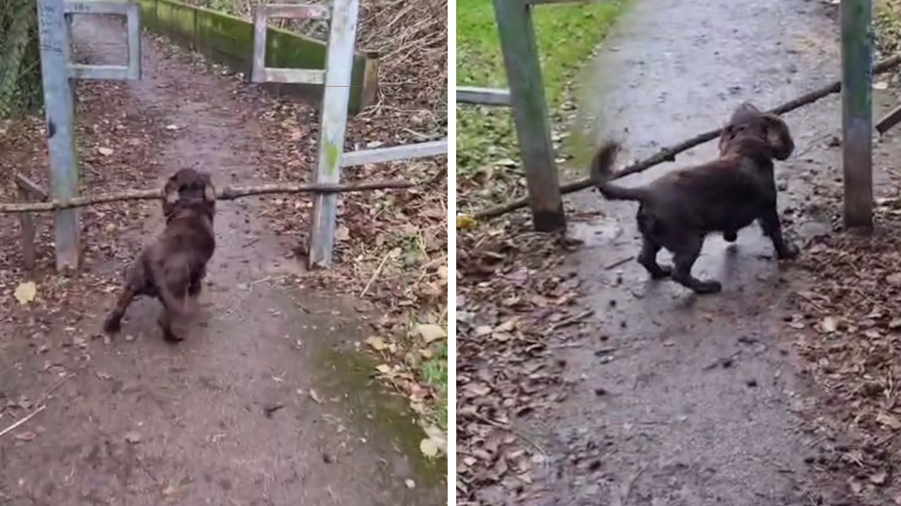 Dog fails at logic with trail opening