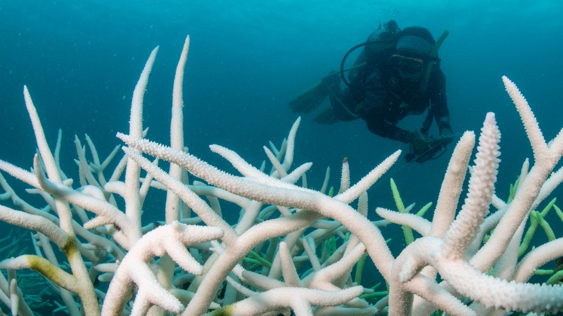 The worst coral bleaching event breaks records