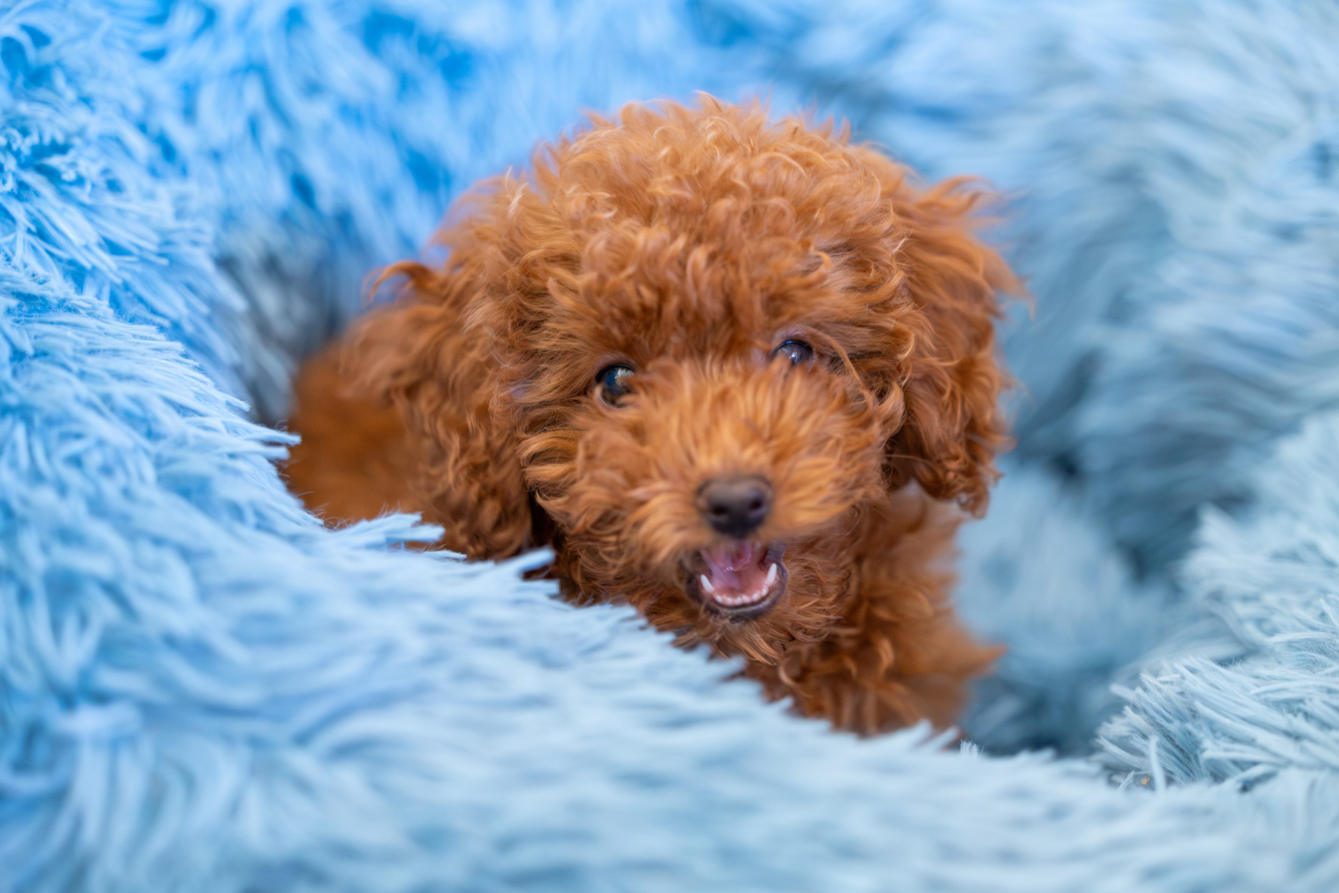 The 30 most popular dog breeds in the world