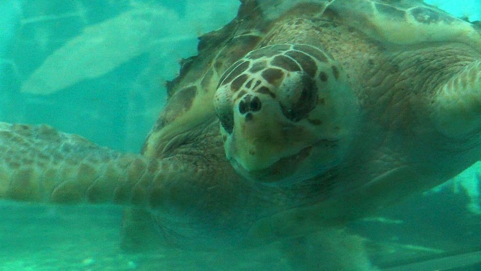 Shell shock! What to do if you accidentally hook a sea turtle
