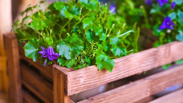 Add Privacy To Your Outdoor Space With Aldi's Budget Planter