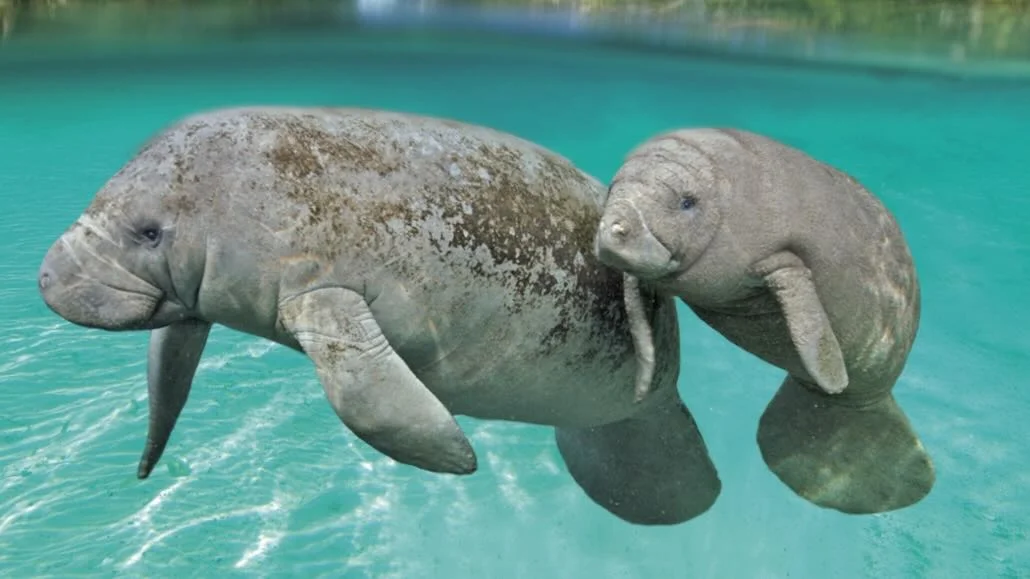 Video captures dozens of manatees seeking refuge in toasty waters of ...