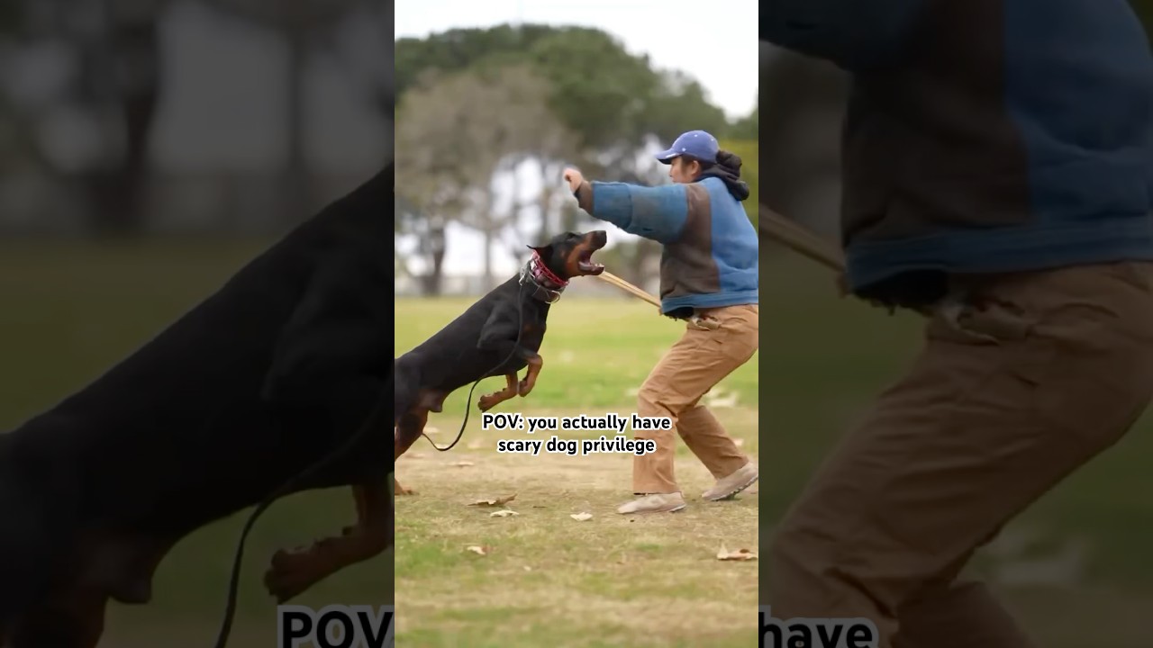Having a Doberman grants you full scary dog privilege