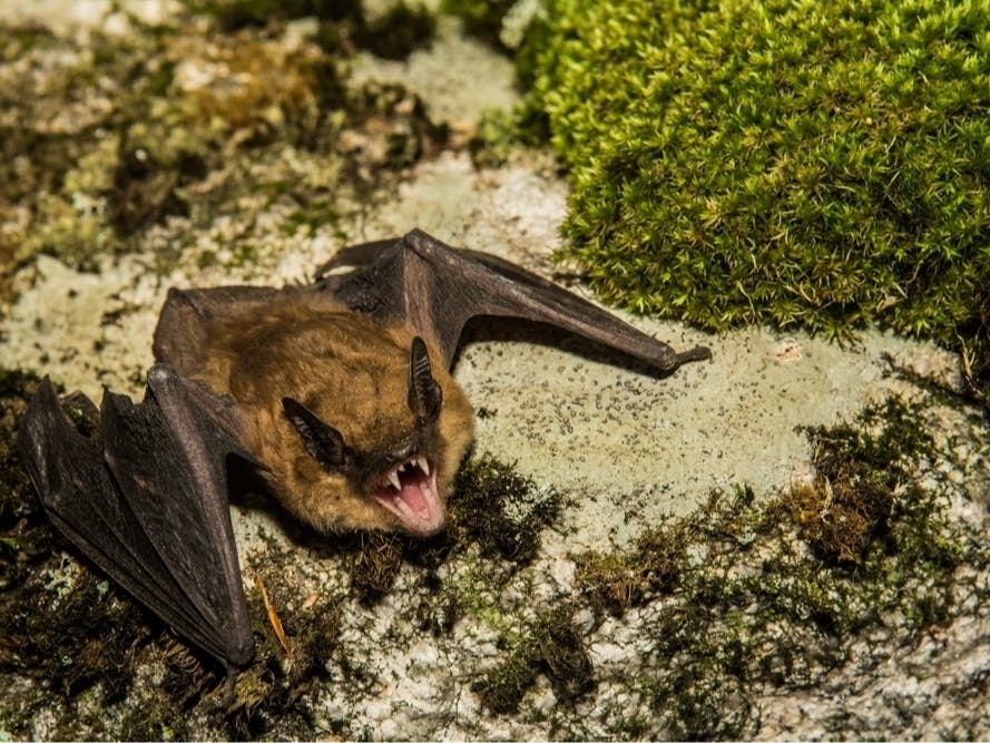 Rabid Bat Reported In South Orange County, Expert Weighs In