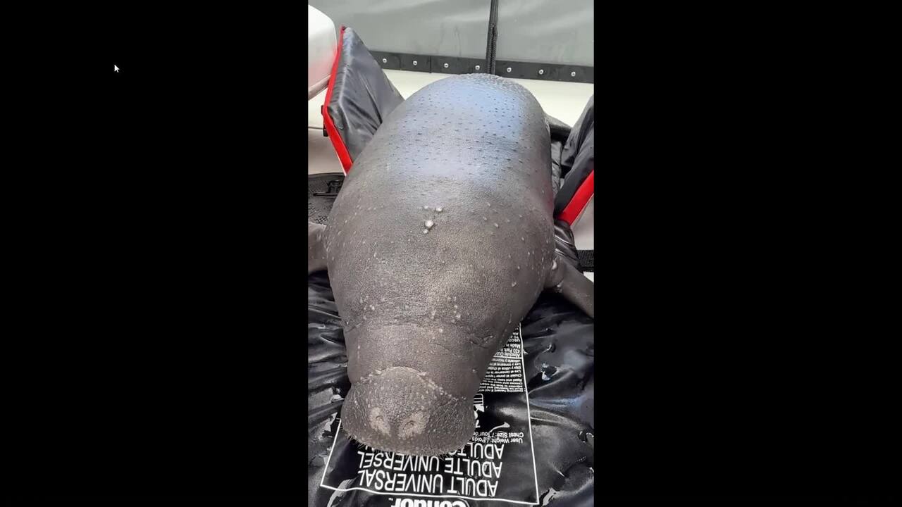 Orphaned baby manatee rescued in South Florida,