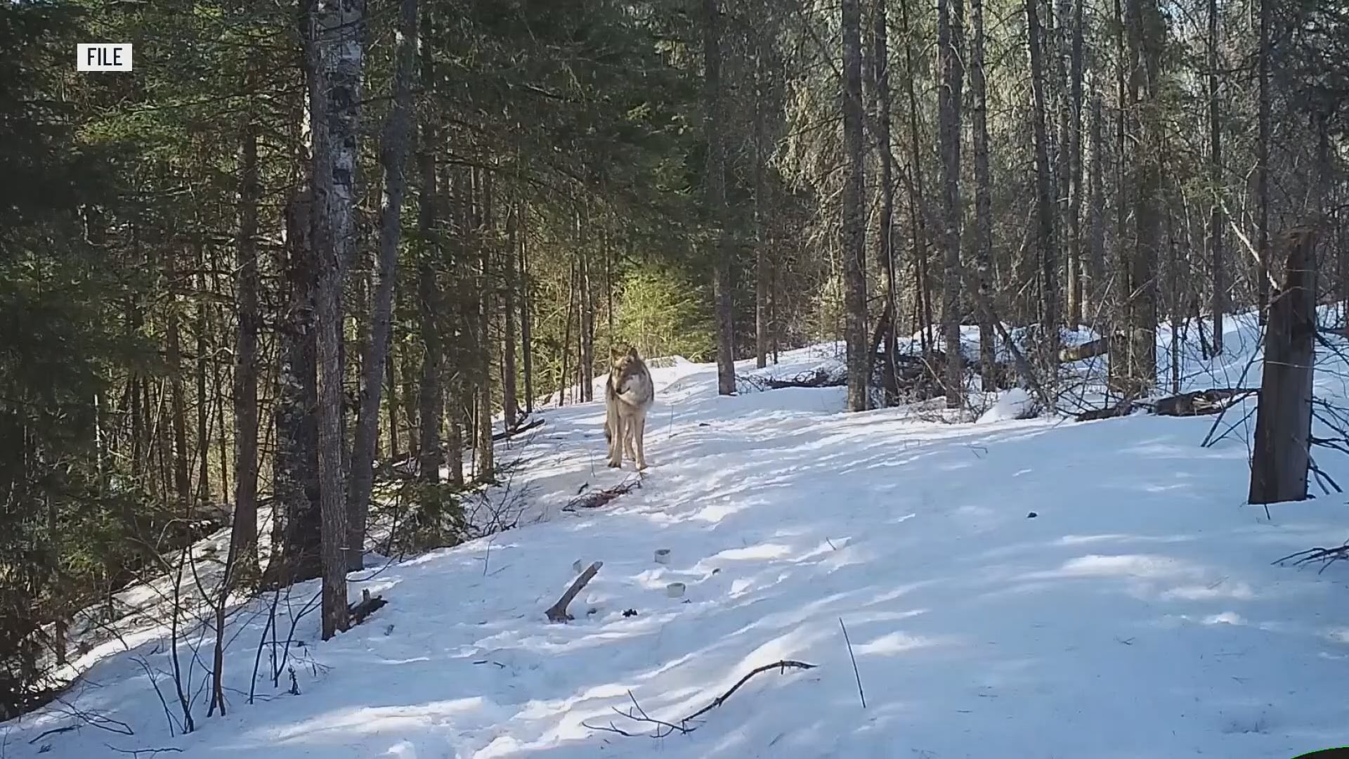 A history of the gray wolf in Michigan, as lawmakers debate removing it ...