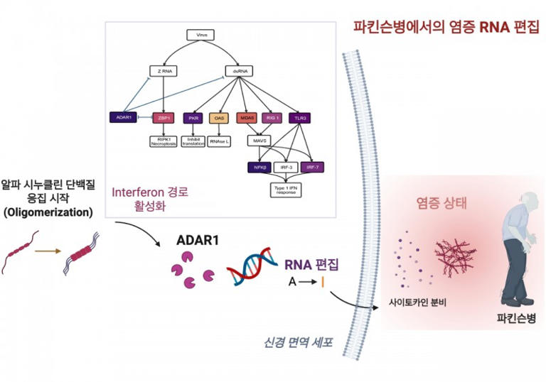 파킨슨병 비밀 풀리나…KAIST, 염증 RNA 편집 효소 세계 최초 발견