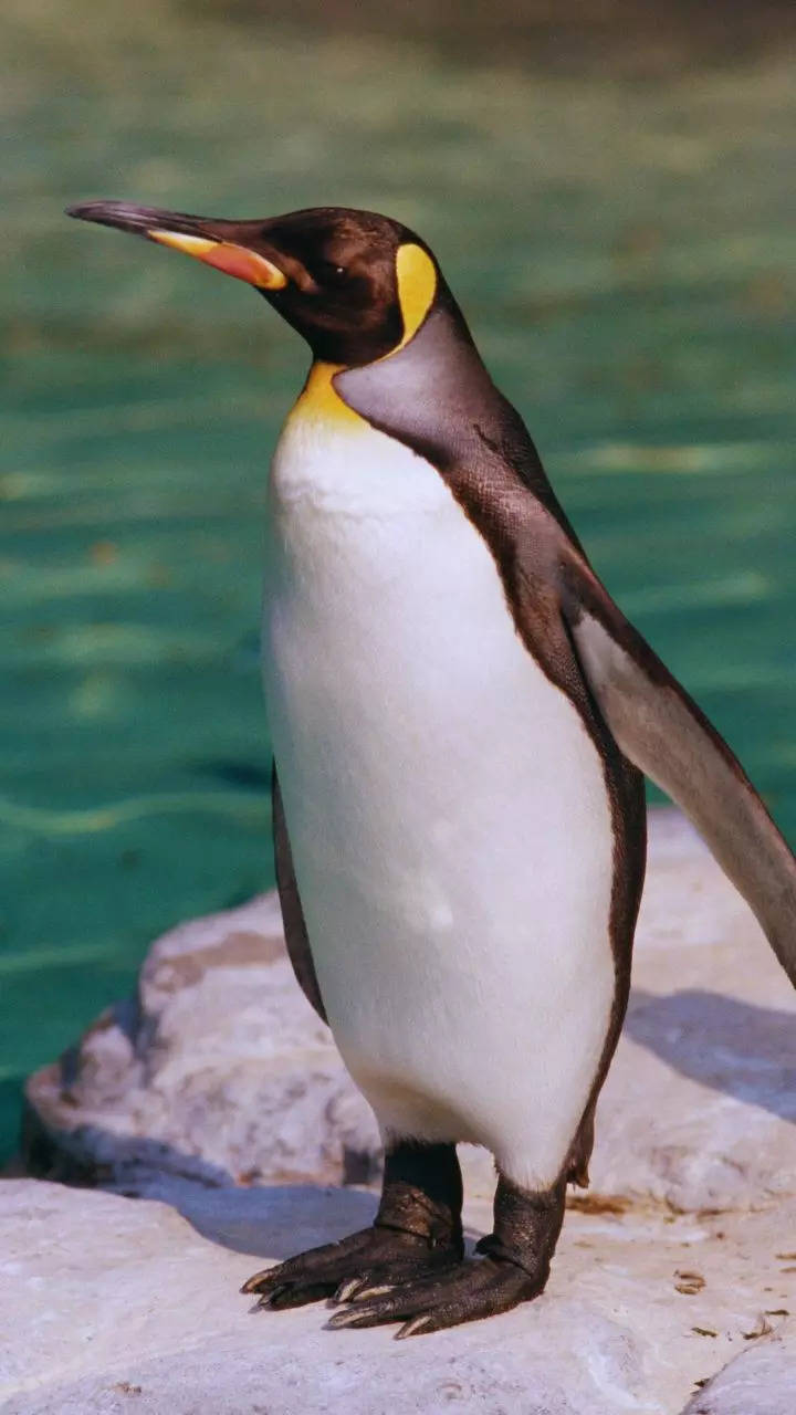 World Penguin Day 2025: Best spots worldwide to spot these intelligent ...