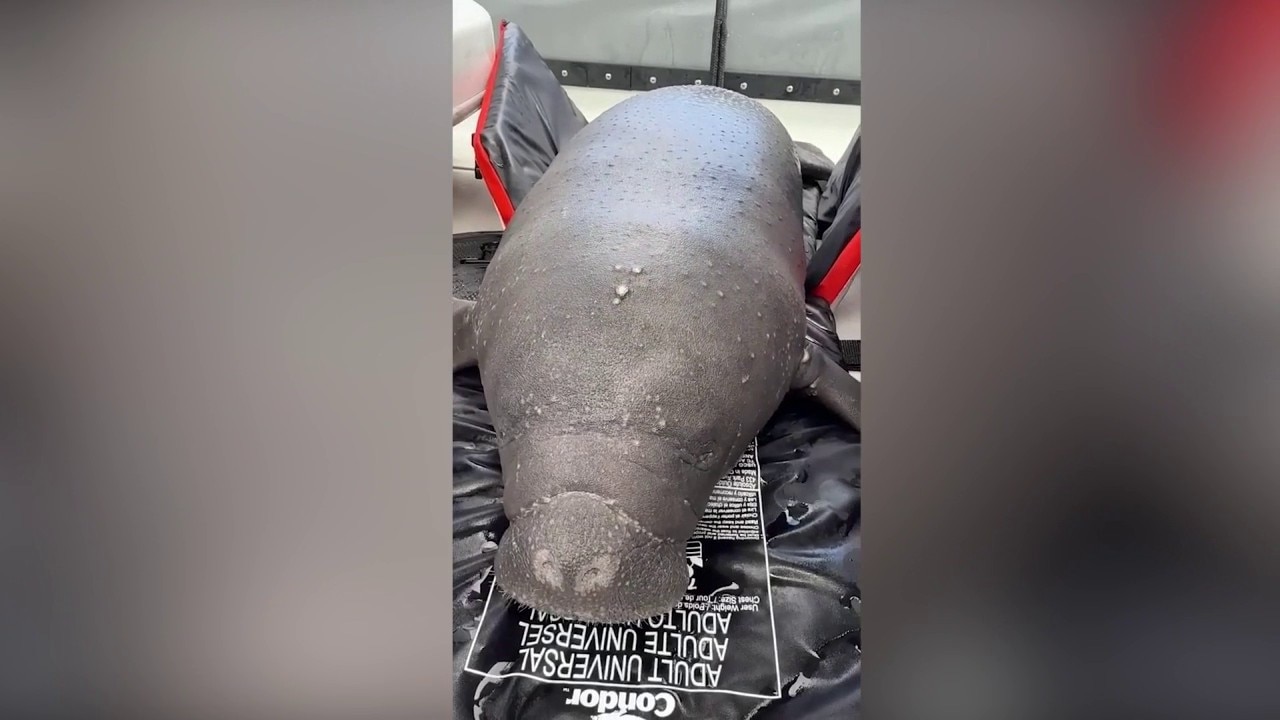Baby manatee rescued in Florida after being found alone, in distress