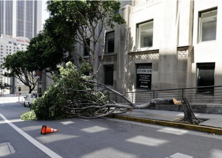 'We're replacing the trees 2:1': L.A. leaders outline plans to replace ...