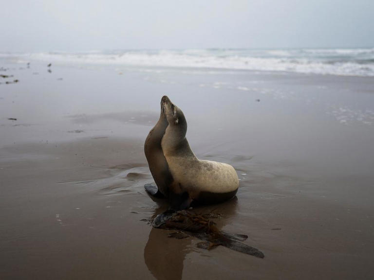 This is how bad the toxic algae blooms have gotten in Southern California
