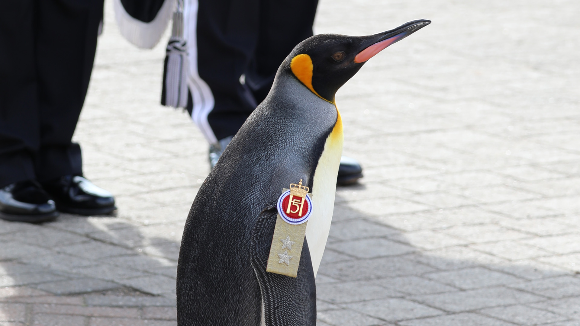 Celebrating World Penguin Day: honoring Major General Sir Nils Olav III ...