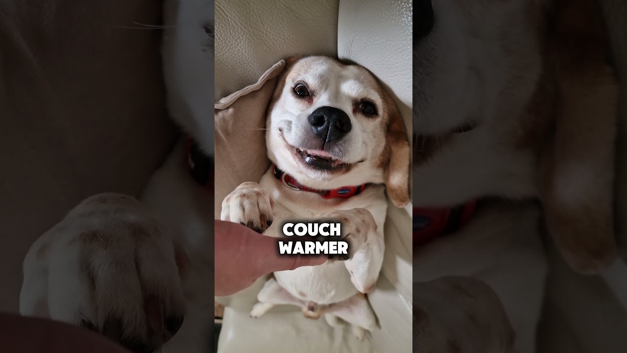 What Owning a Beagle *Really* Looks Like