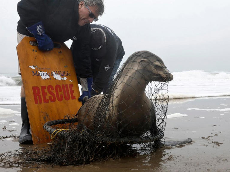 This is how bad the toxic algae blooms have gotten in Southern California