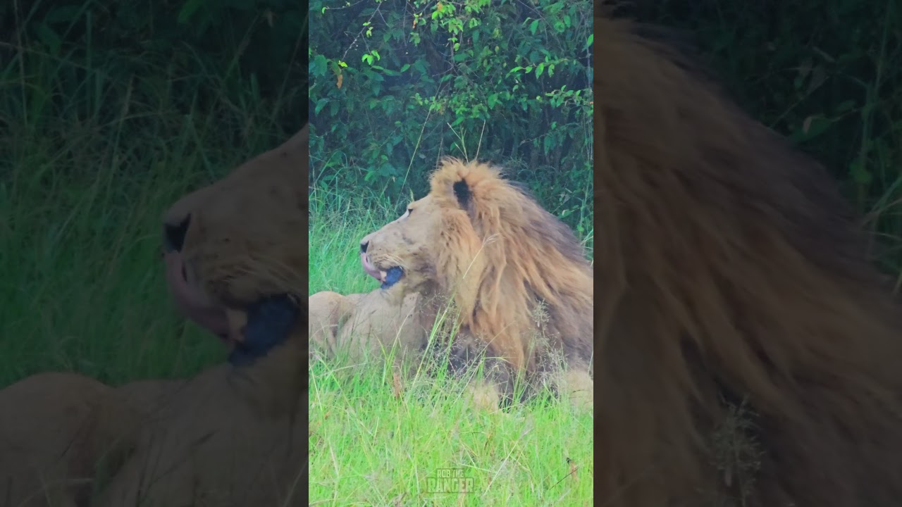 When a Lion Is This Awake and Alert There's No Guessing Their Next Move