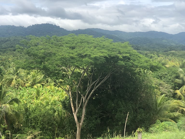 Paying to prevent deforestation is positive, not ‘nothing’ (commentary)