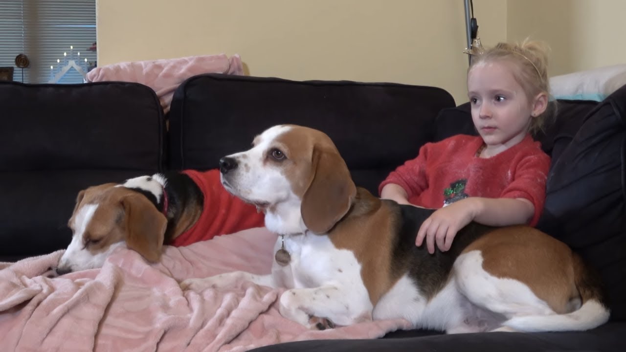 Dogs watch movie and judge little girl