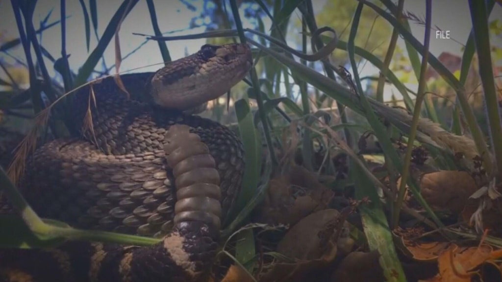 Snake bites on pets on the rise as weather warms in Colorado, here's ...