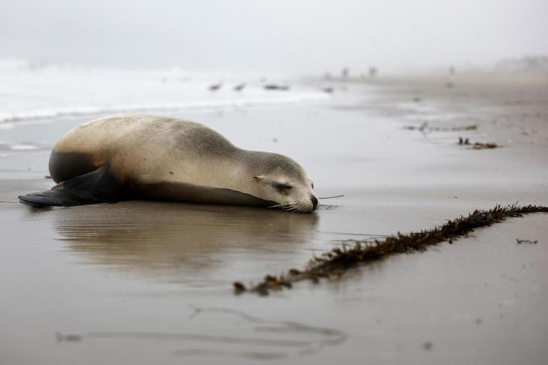 This is how bad the toxic algae blooms have gotten in Southern California