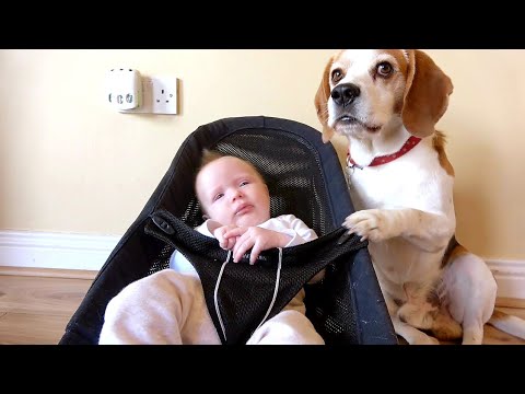 Cute beagle dog lovingly cares for newborn baby